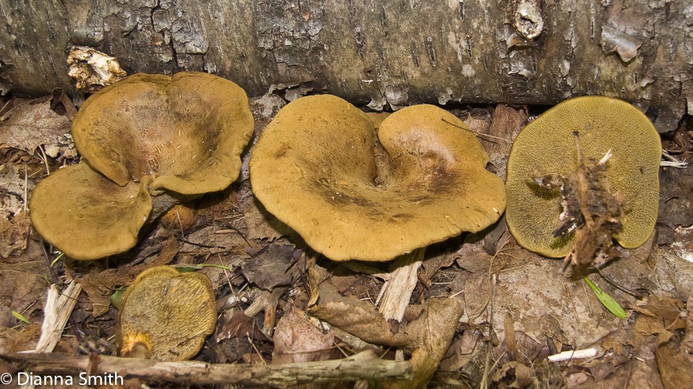 Boletinellus merulioides - Alchetron, the free social encyclopedia