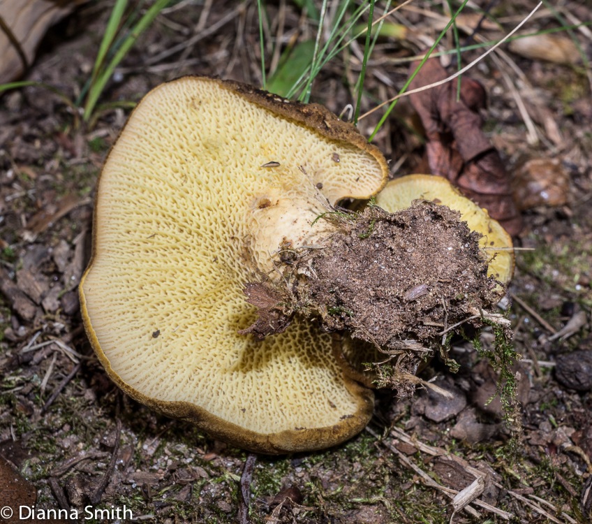 Boletinellus merulioides (Gyrodon merulioides)02642 | FUNGIKINGDOM.net ...