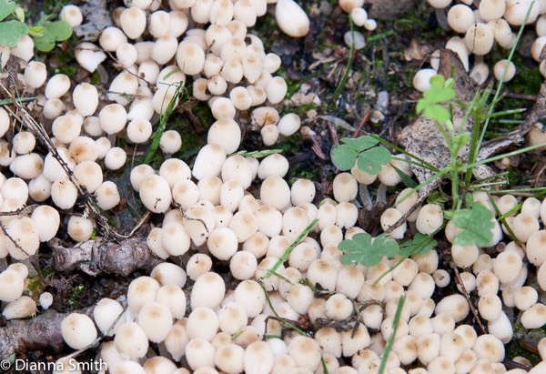 COPRINOID MUSHROOMS | FUNGIKINGDOM.net | Dianna Smith