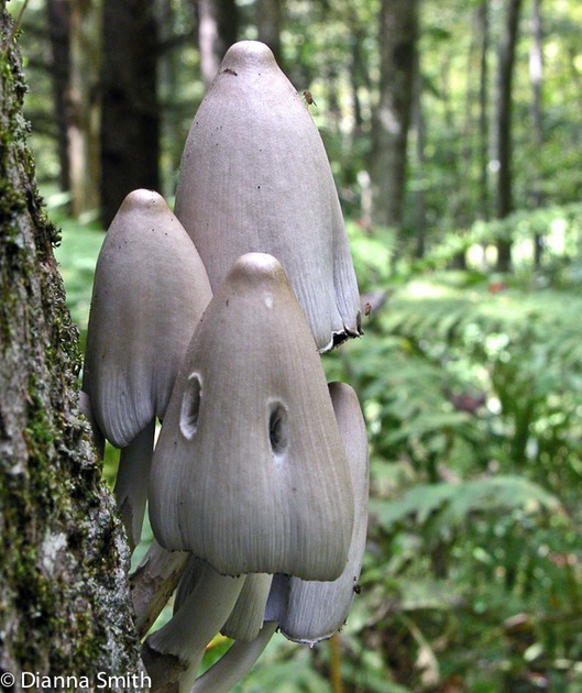 COPRINOID MUSHROOMS | FUNGIKINGDOM.net | Dianna Smith