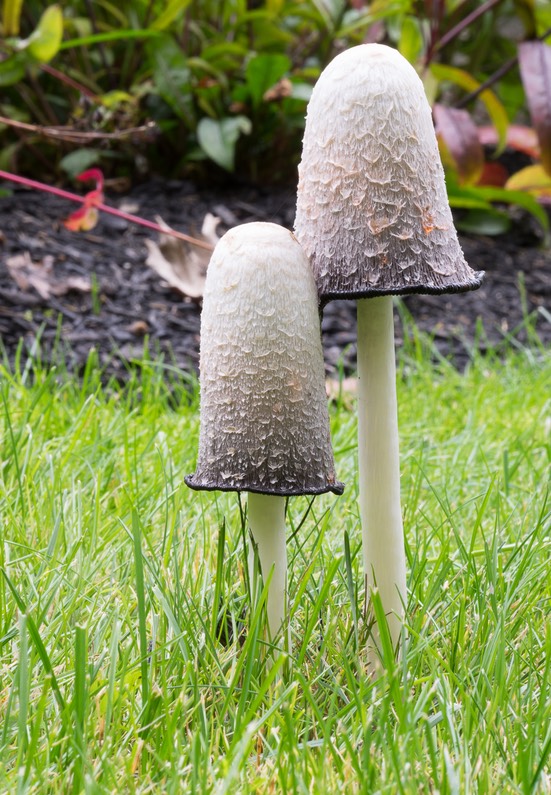 COPRINOID MUSHROOMS | FUNGIKINGDOM.net | Dianna Smith