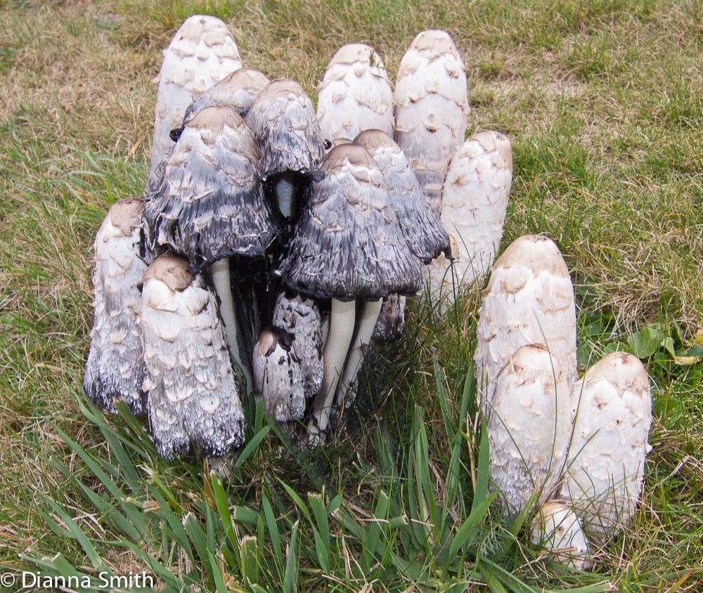 Coprinus comatus0767 | FUNGIKINGDOM.net | Dianna Smith