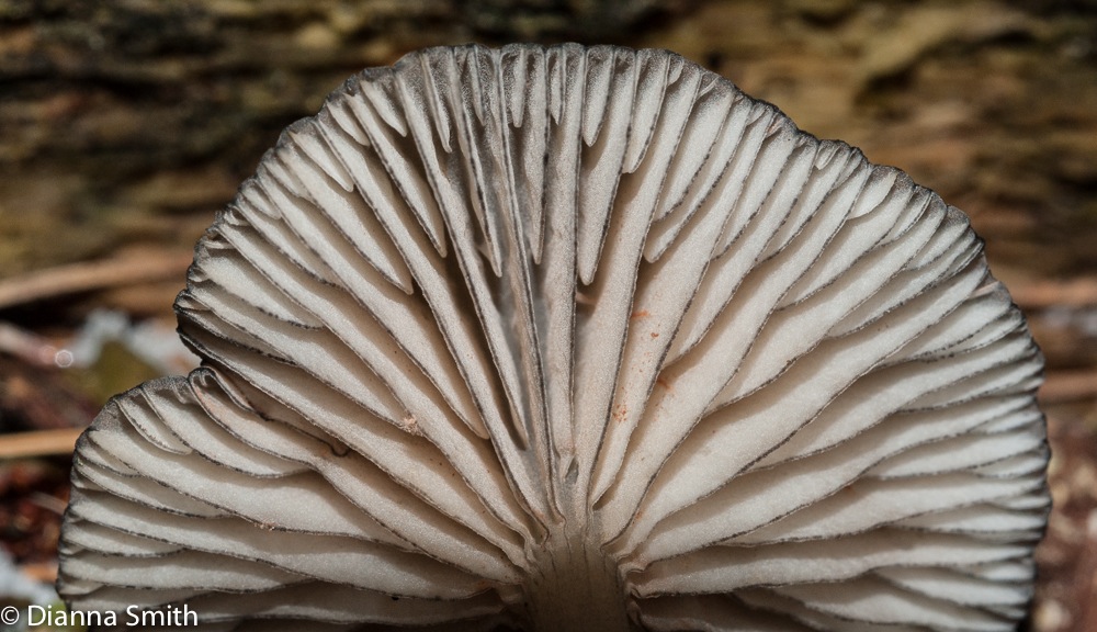 Entoloma serrulatum (Leptonia serrulata)01185 | FUNGIKINGDOM.net ...