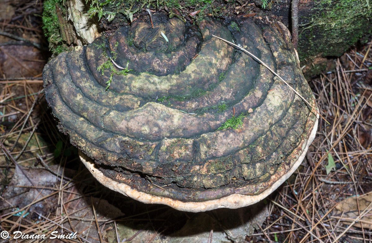Fomitopsis sp._1889 | FUNGIKINGDOM.net | Dianna Smith