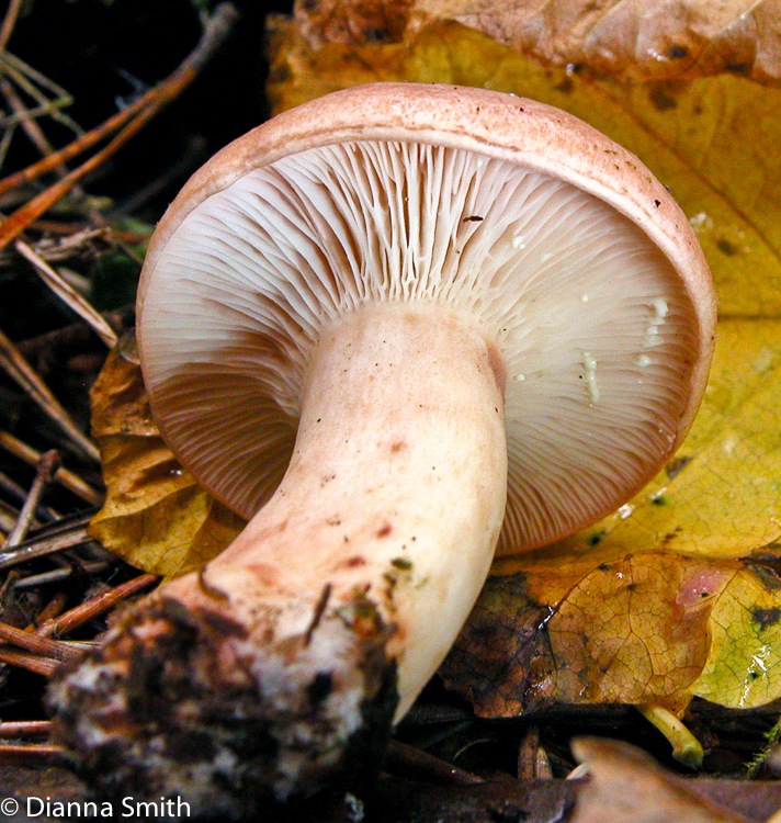 Lactarius vinaceorufescens 8482 | FUNGIKINGDOM.net | Dianna Smith
