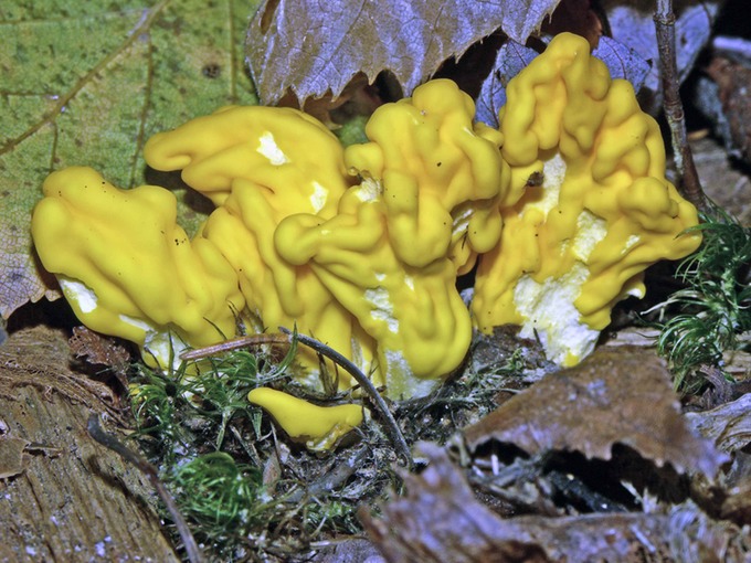 Neolecta irregularis3983 | FUNGIKINGDOM.net FUNGIPHOTOS.net | Dianna Smith