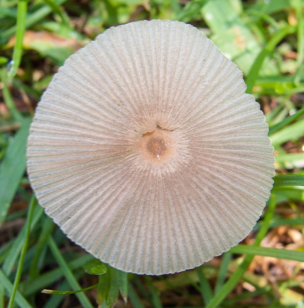 COPRINOID MUSHROOMS | FUNGIKINGDOM.net | Dianna Smith