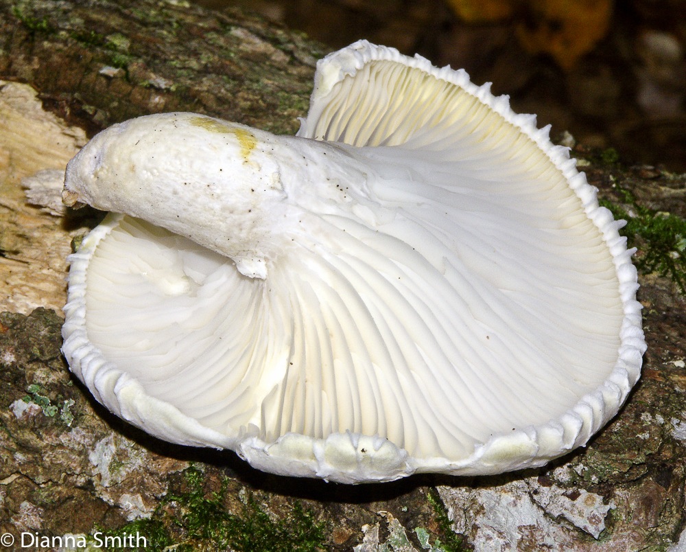 Lentinus levis (Pleurotus levis, Panus strigosus)2468 | FUNGIKINGDOM ...