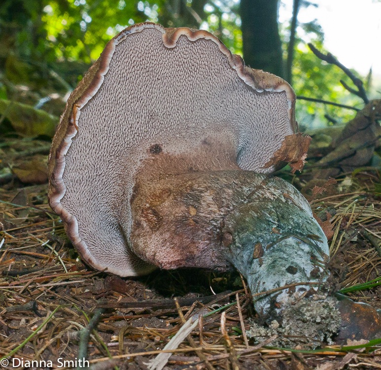 Sarcodon squamosus with green-blue base (4 Photos) | FUNGIKINGDOM.net ...