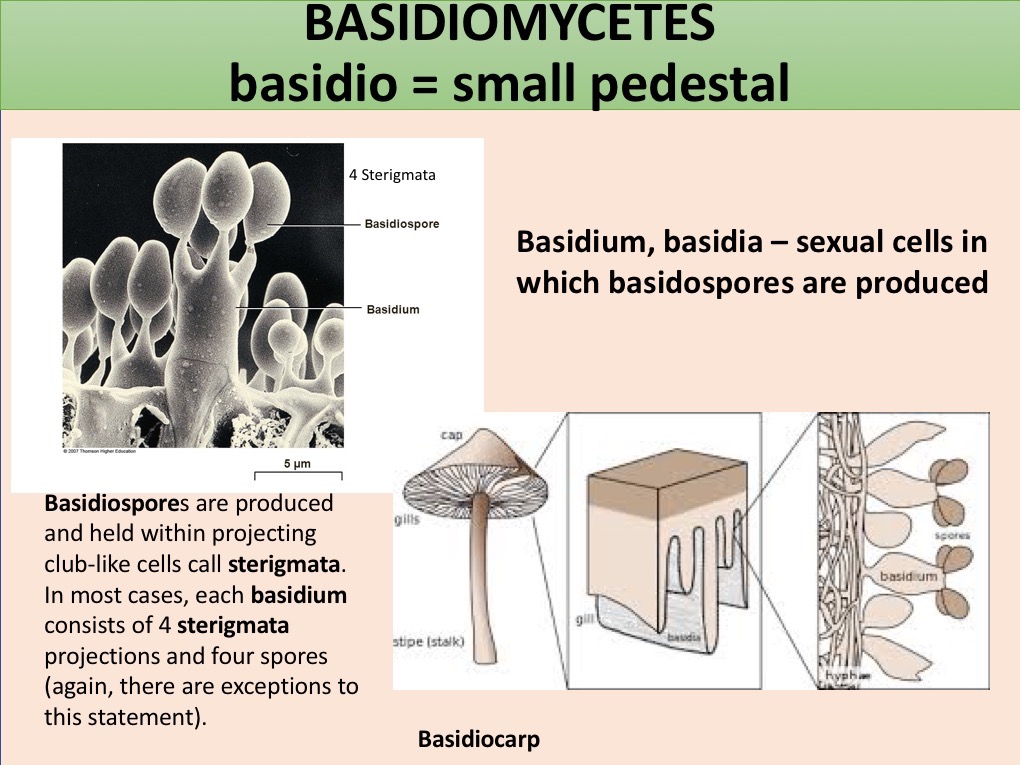 Coprinus Slide Basidium