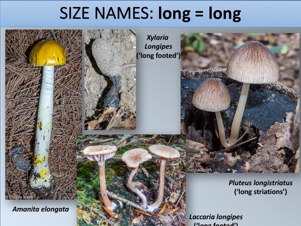 WHAT MANY FUNGI NAMES MEAN | FUNGIKINGDOM.net | Dianna Smith