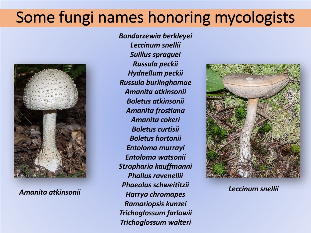 WHAT MANY FUNGI NAMES MEAN FUNGIKINGDOM Dianna Smith what-many-fungi-names-mean-fungikingdom-dianna-smith