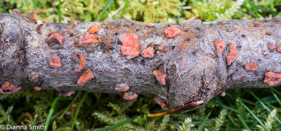 PENIOPHORACEAE family in the Russulales | FUNGIKINGDOM.net | Dianna Smith