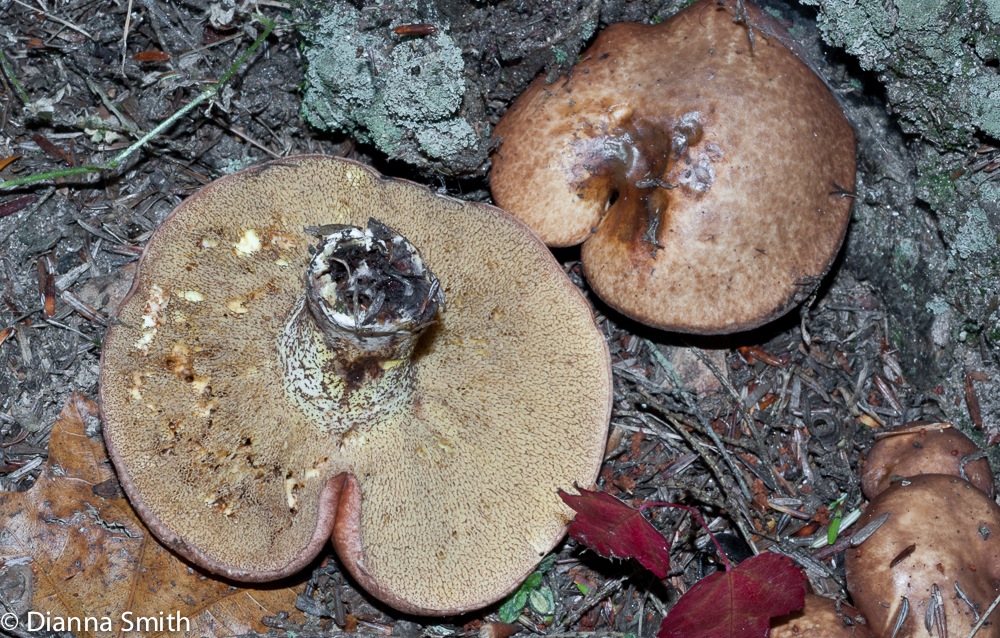 Suillus granulatus 02965 | FUNGIKINGDOM.net | Dianna Smith