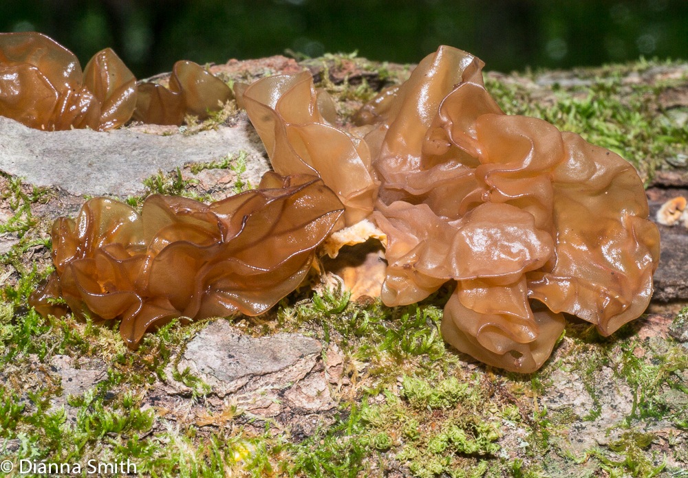 Tremella foliacea1010598 | FUNGIKINGDOM.net | Dianna Smith