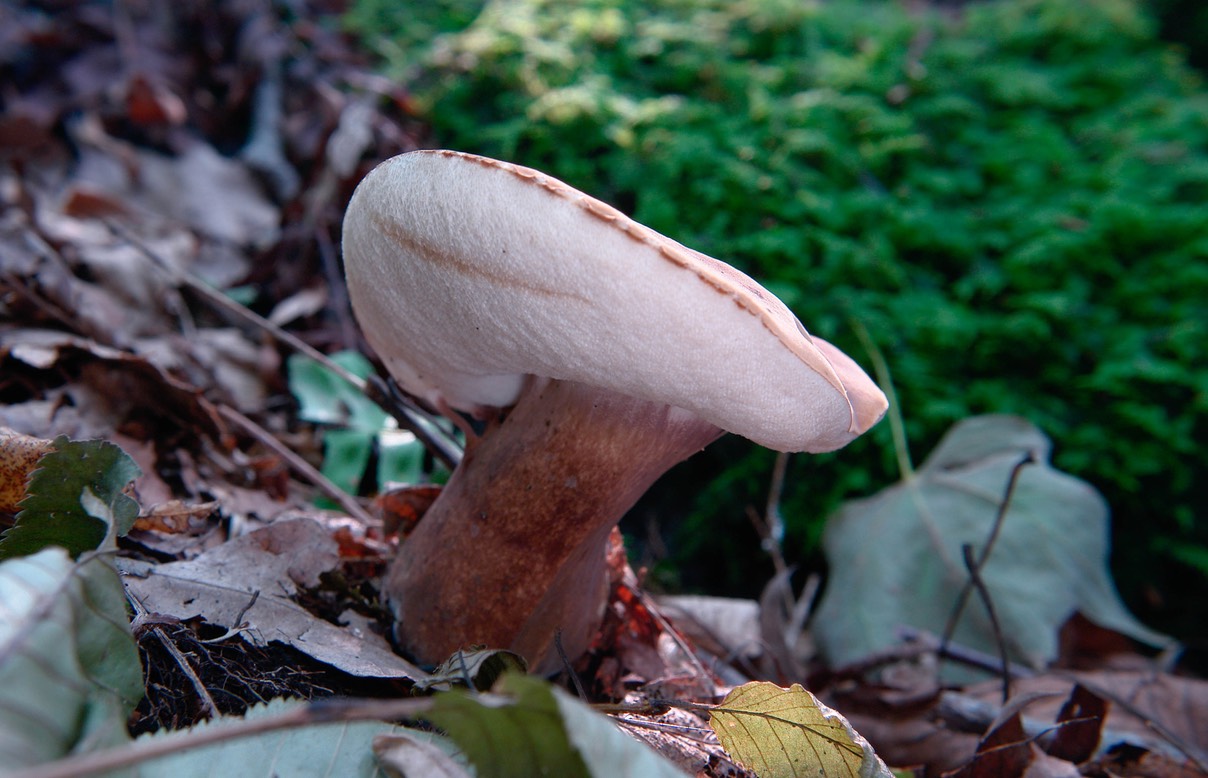 Xanthoconium purpureum8339 | FUNGIKINGDOM.net | Dianna Smith