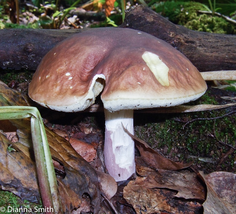 Xanthoconium purpureum 9128 | FUNGIKINGDOM.net | Dianna Smith